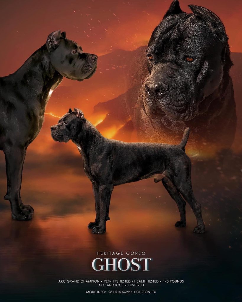 Heritage Corso - Studs Available